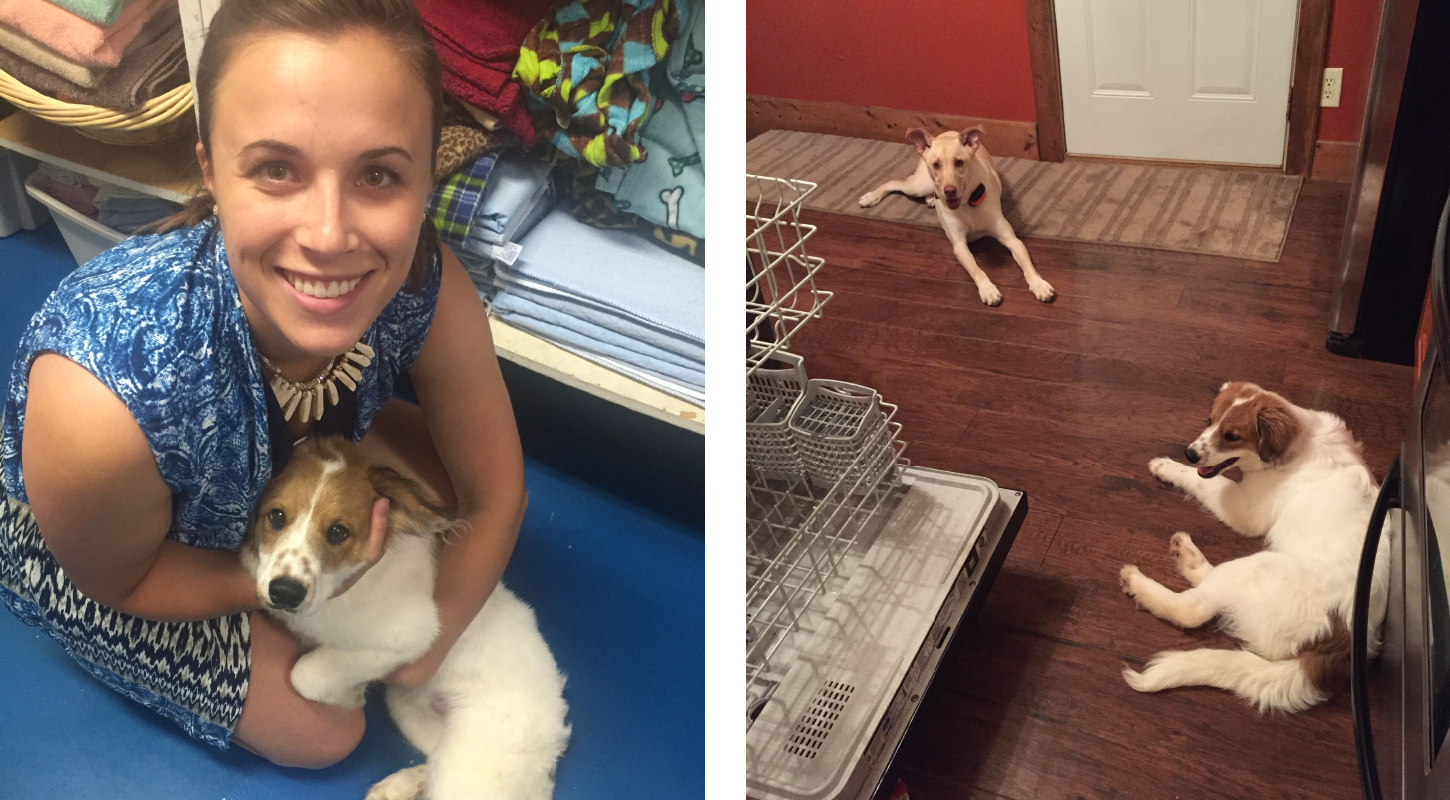 How to Introduce Dogs to Each Other - Wholesomes Pet Food